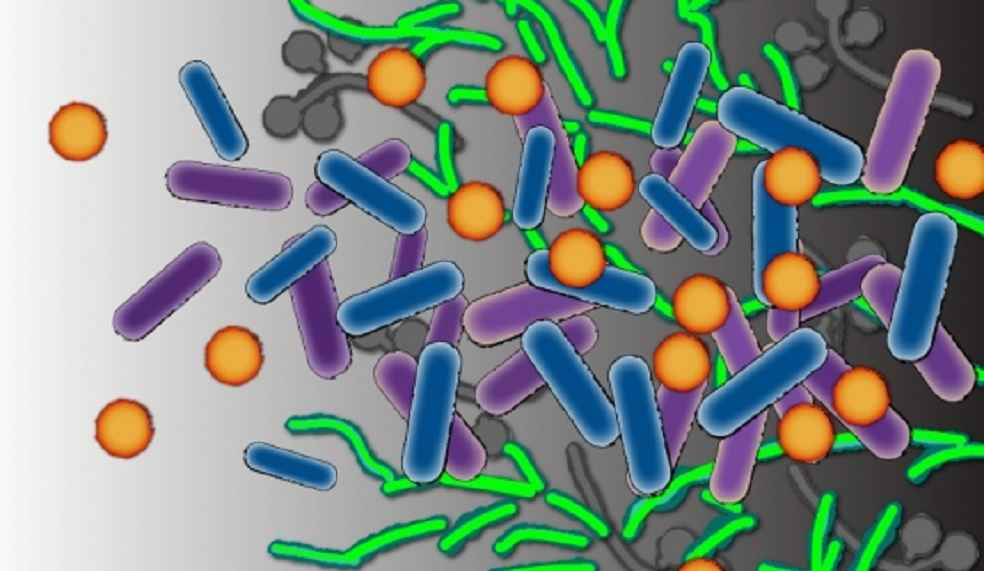Recent study by UAE University researchers reveal status of Sabkha in ...