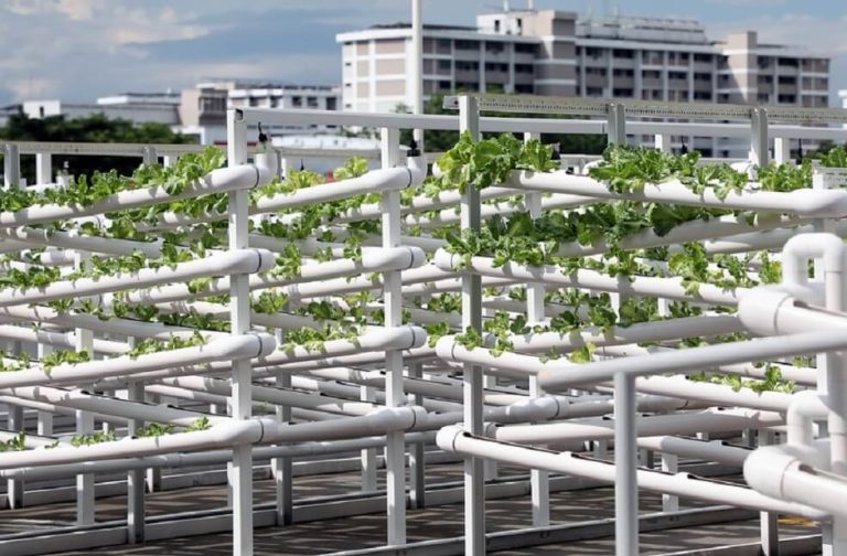 ADQ & ZERO launch vertical farming project at AgTech Park - Emirati Times