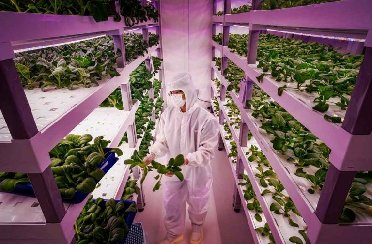 ADQ & ZERO launch vertical farming project at AgTech Park - Emirati Times