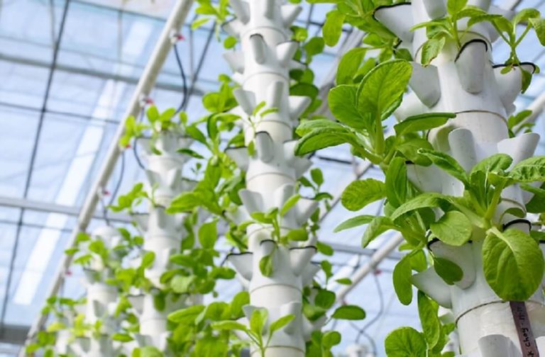 ADQ & ZERO launch vertical farming project at AgTech Park - Emirati Times