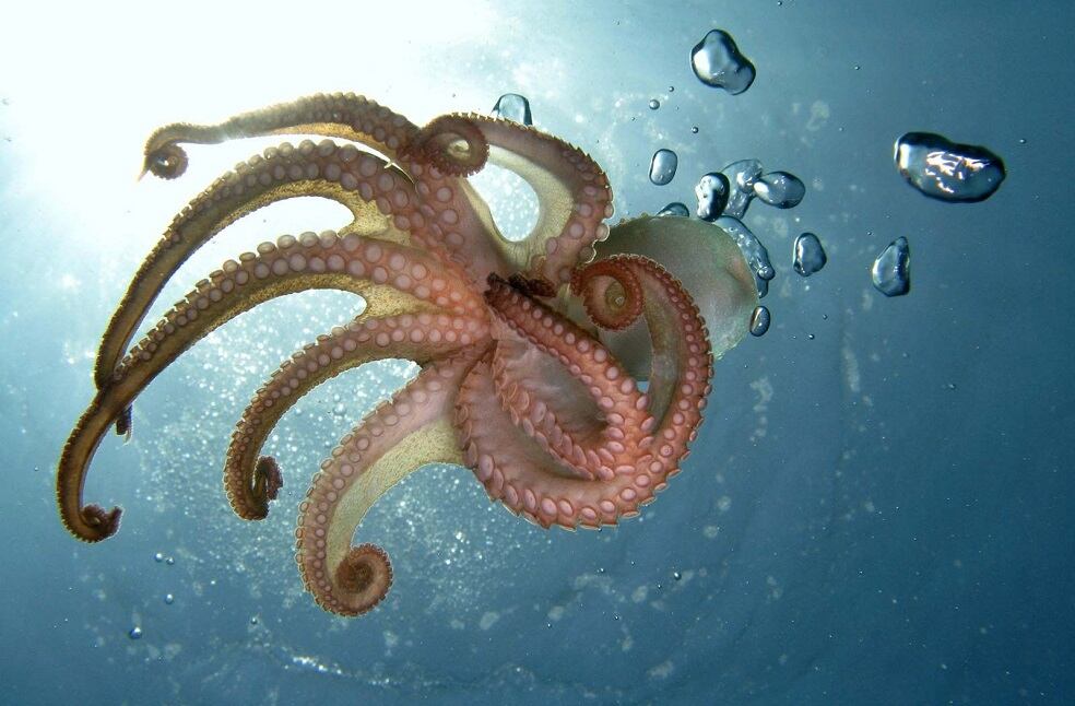 Do octopus dream like humans? New study reveals - Emirati Times