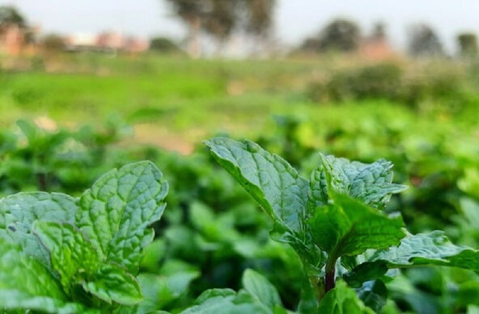 ADAFSA receives 621 entries for 'Agricultural Excellence Award ...