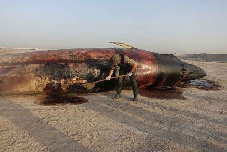 EPAA reveals conclusion of groundbreaking whale study | Emirati Times