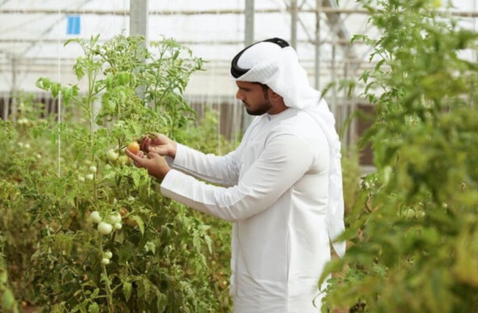 ADAFSA sets conditions for smallholder plant farms - Emirati Times