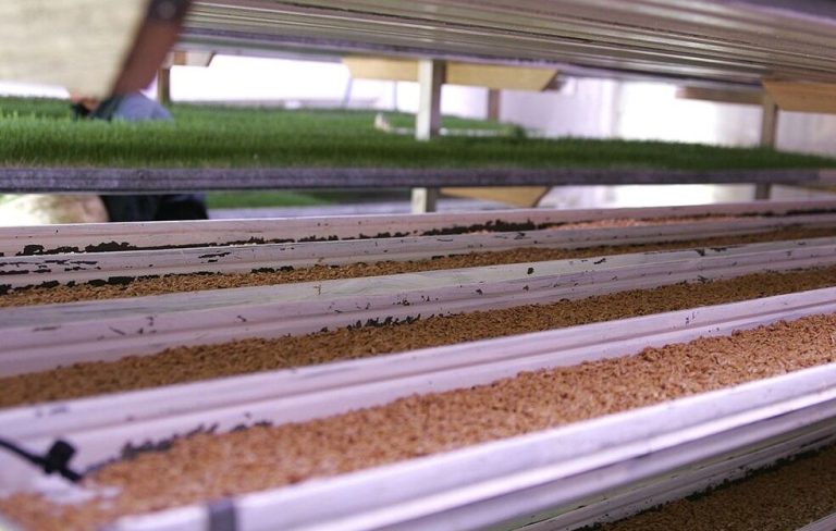 ADAFSA sets new regulations for food & fodder sampling - Emirati Times