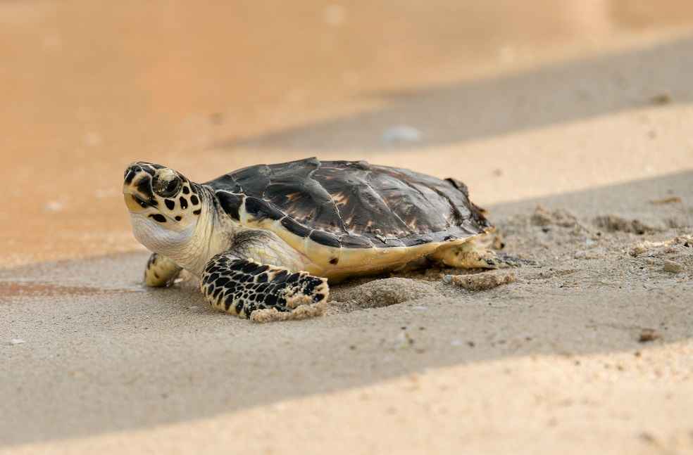 Dubai Turtle Rehabilitation Project marks 20th anniversary