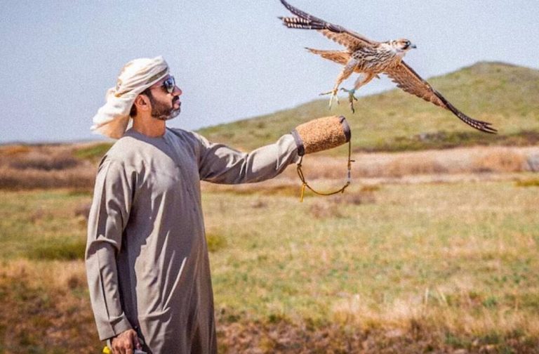 Sheikh Zayed Falcon Release Programme returns Falcons to wild | Emirati ...