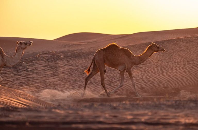 ADAFSA celebrates World Camel Day | Emirati Times