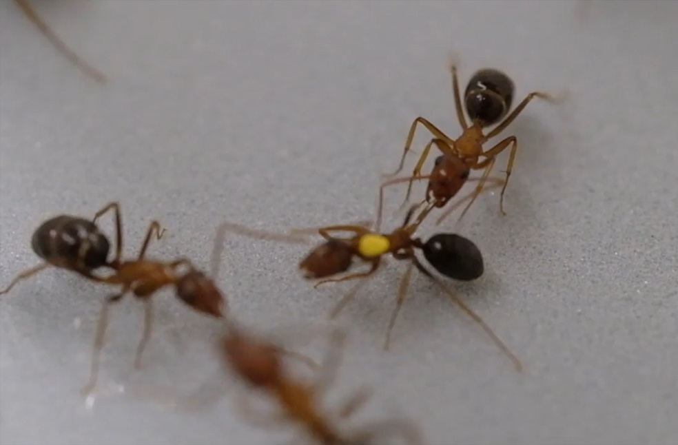 Ants perform surgical amputations on nestmates - Emirati Times
