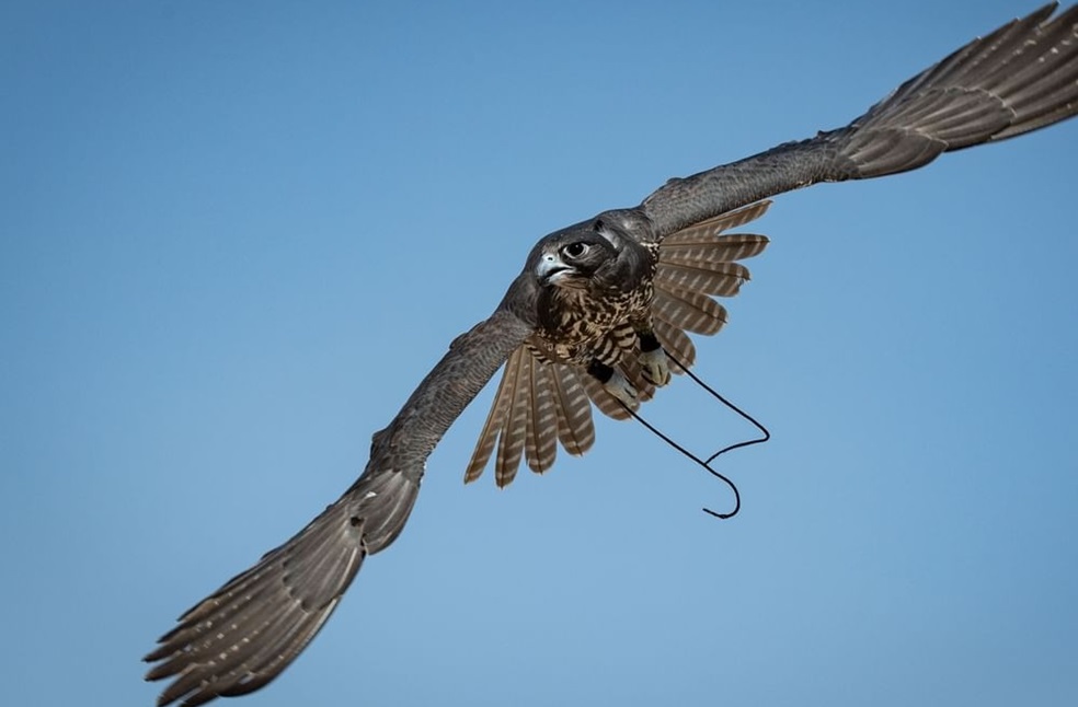 UAE Falcons Federation approves 2024 falconry season plans - Emirati Times