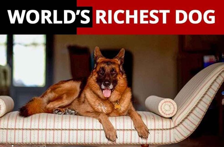 Meet the world’s richest dog with $400mn and a Private Jet - Emirati Times