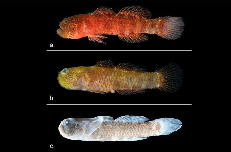 Grumpy Fish new species discovered
