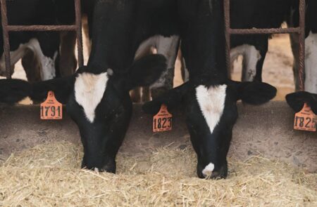 ADIO invites bids for animal feed market projects - Emirati Times