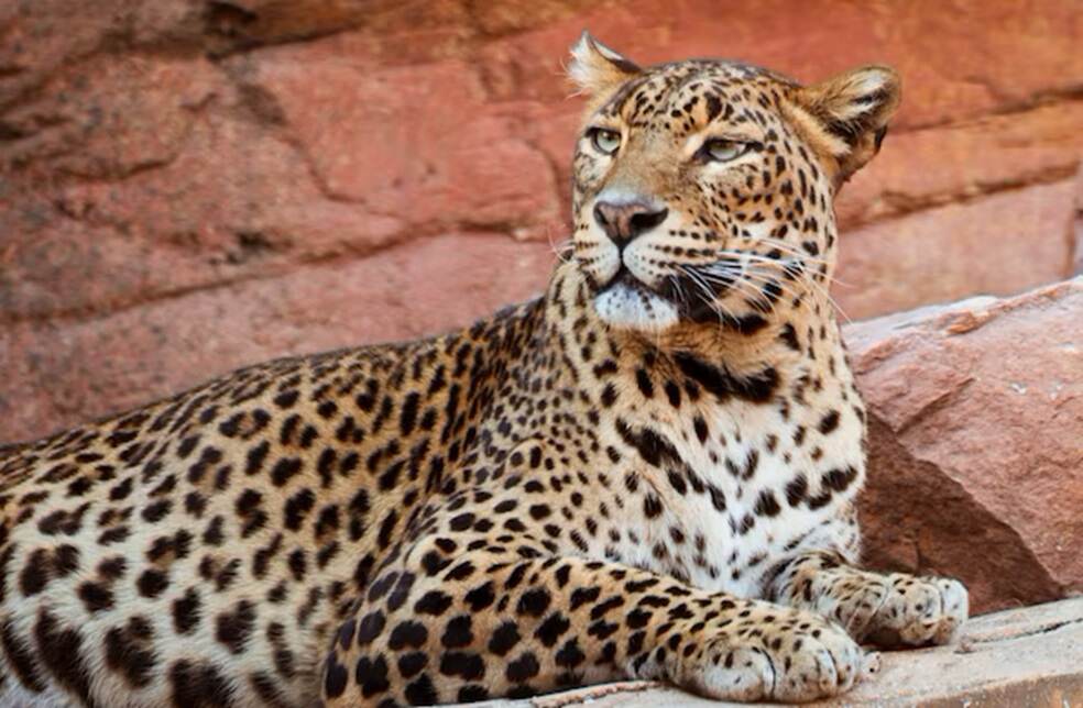 Arabian Leopard Conservation Strategy revamped in Sharjah - Emirati Times