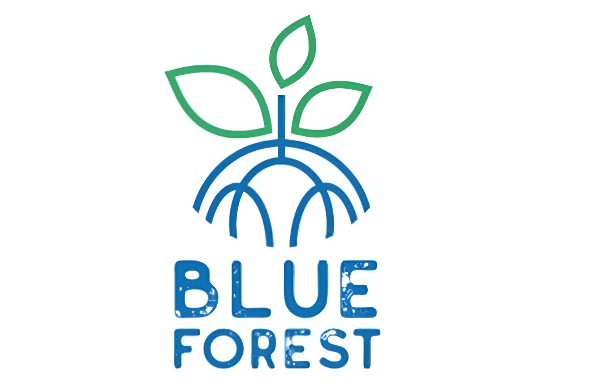 Blue Forest Launches Largest Mangrove Project in Mozambique