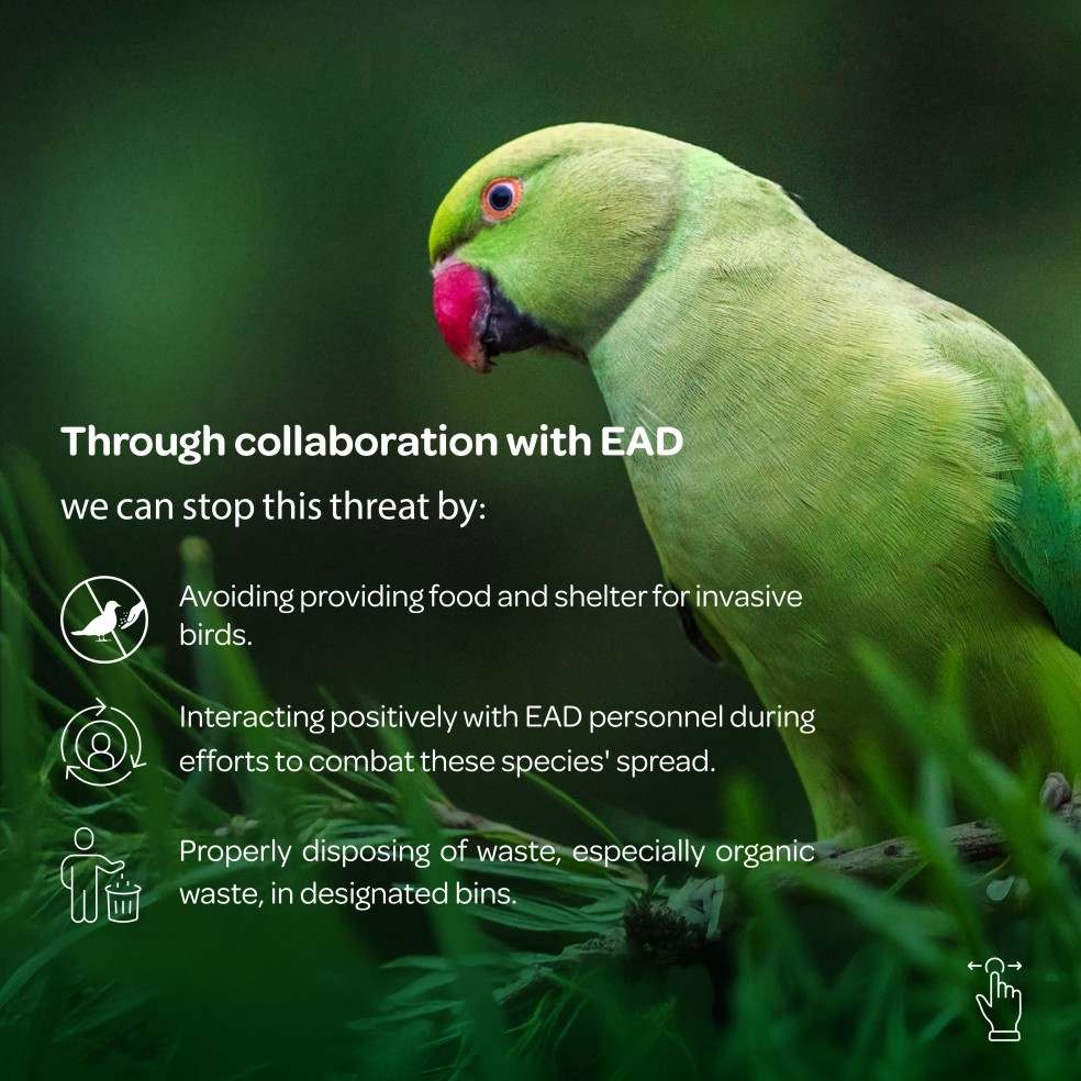 DMT issues new guidelines to control invasive birds in Abu Dhabi ...