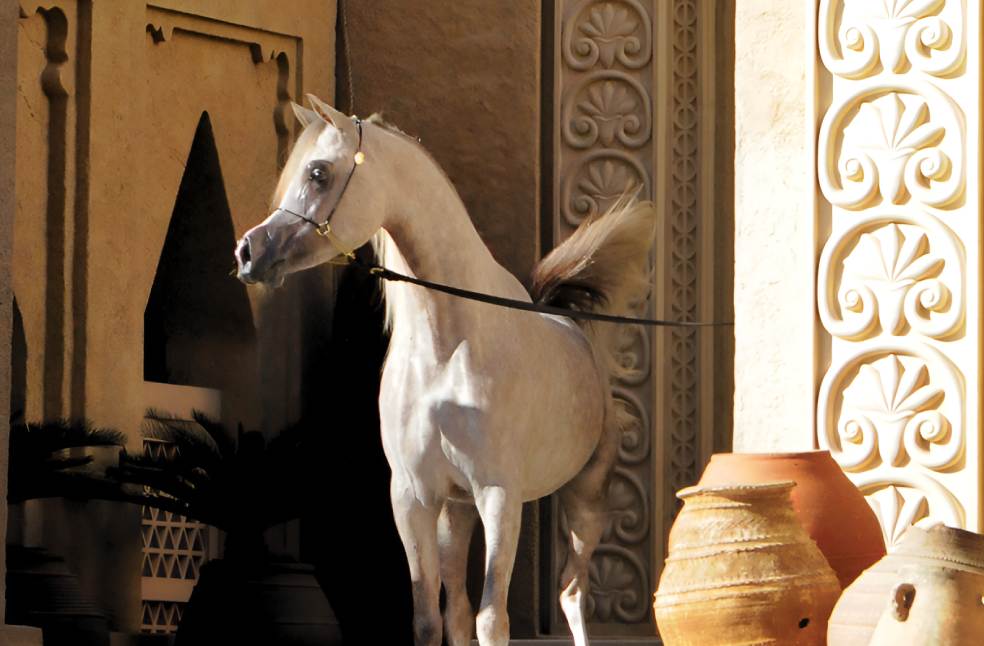 Abu Dhabi set to host WAHO General Assembly