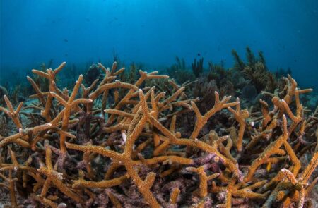 Abu Dhabi scales up coral reefs rehabilitation project