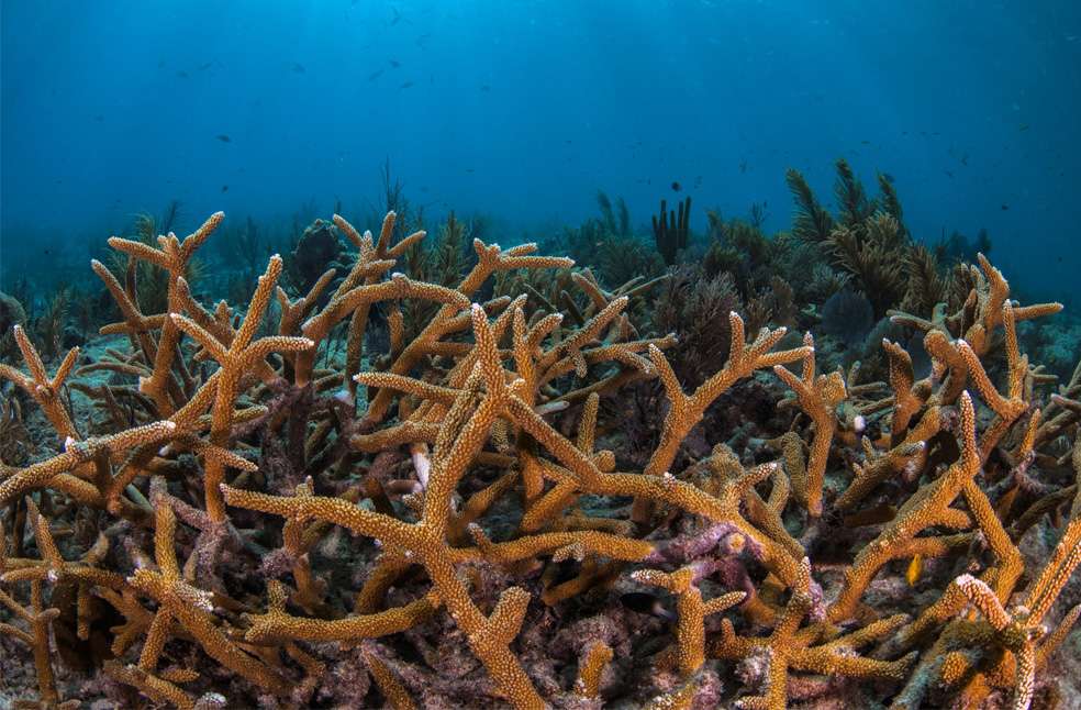 Abu Dhabi scales up coral reefs rehabilitation project