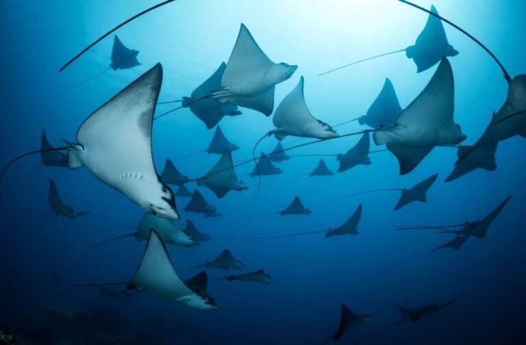 UAE marks World Oceans Day with pledge to restore Ocean health ...