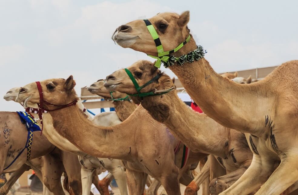 Al Ain gears up for inaugural Camel Racing Festival in July - Emirati Times