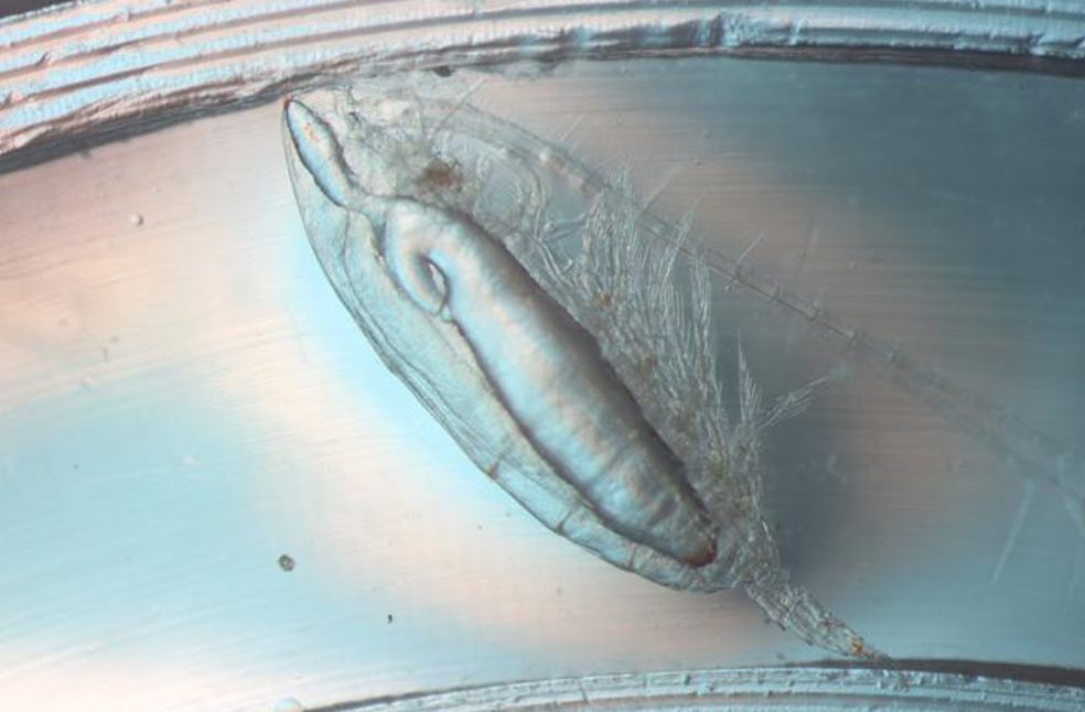 Zooplankton migrations store 65 mn tons of carbon