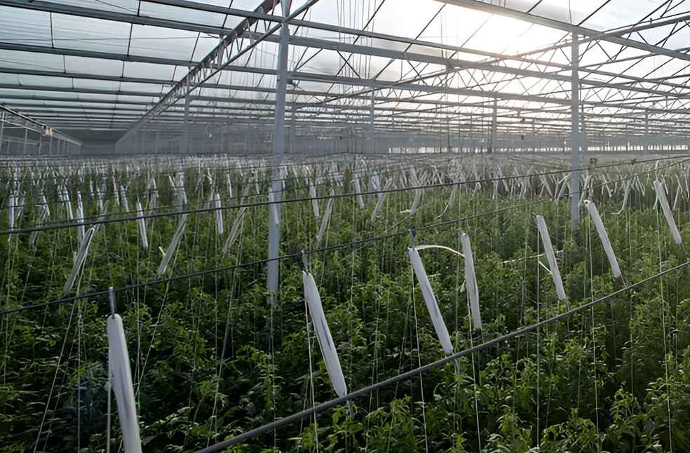 ADAFSA launches July workshops to boost farm efficiency - Emirati Times