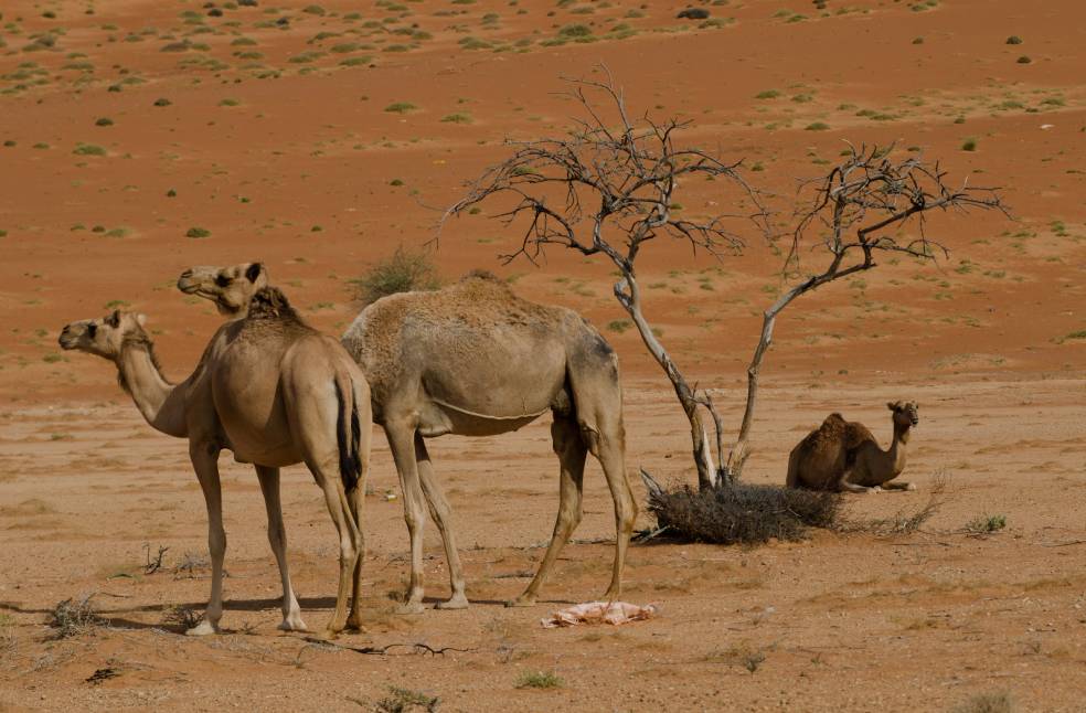 Abu Dhabi Agriculture Food Safety Authority gains accreditation