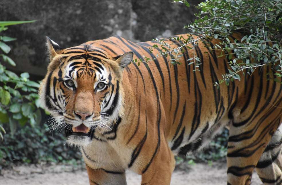 Al Ain Zoo highlights tiger conservation with immersive habitat