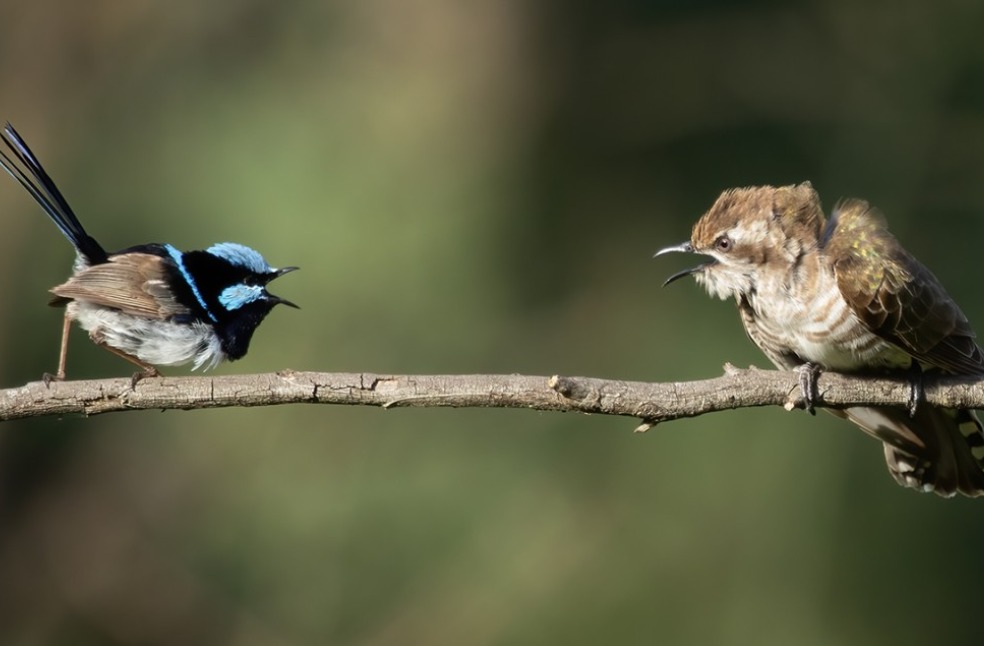 Bird warning cry shows innate and learned communication globally