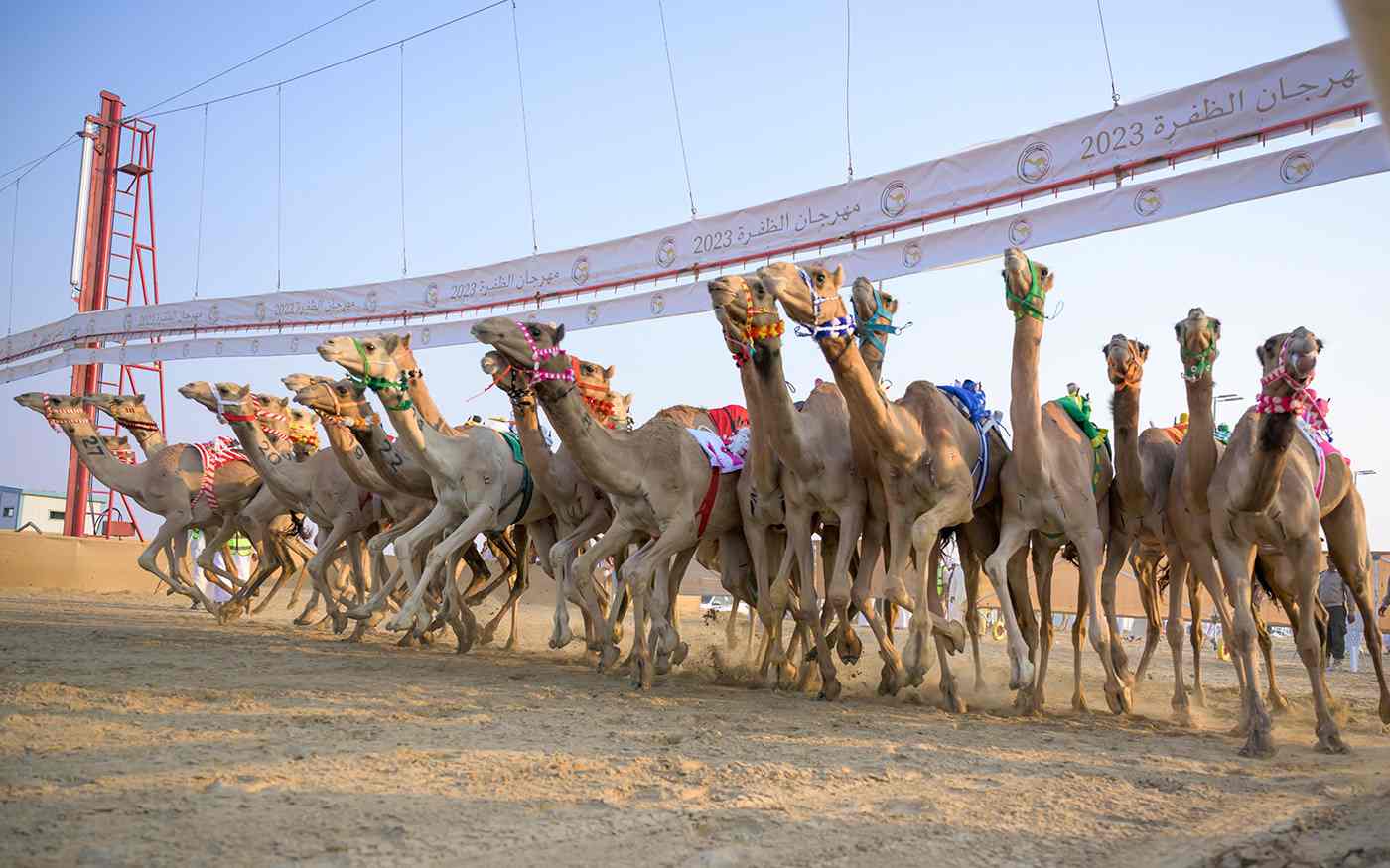 Dhafra Camel Racing Festival returns with 100 exciting races - Emirati ...