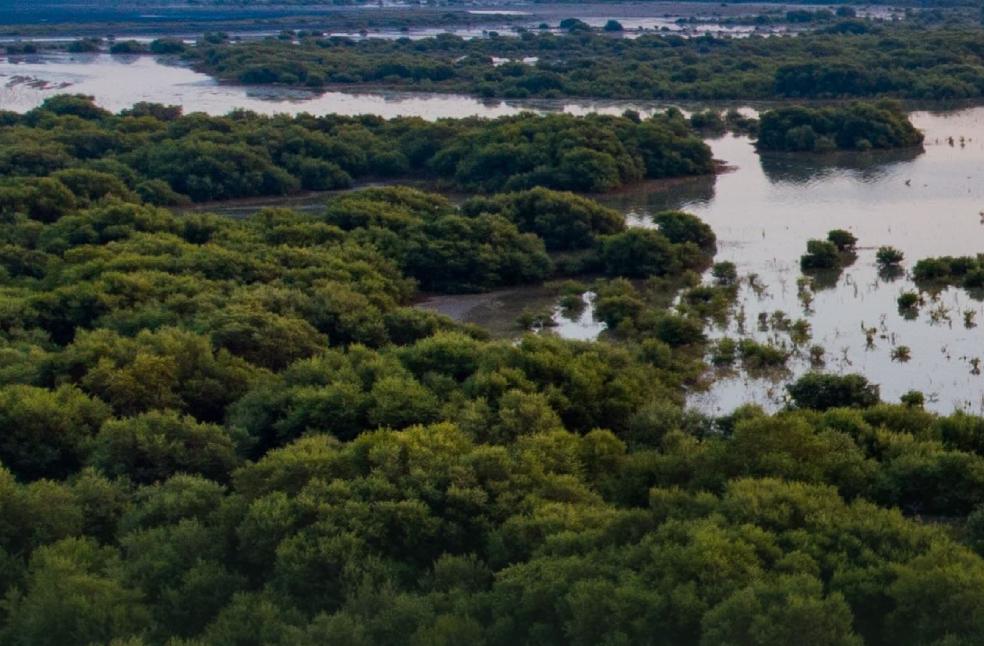 EAD partners with INPEX JODCO to boost mangrove research