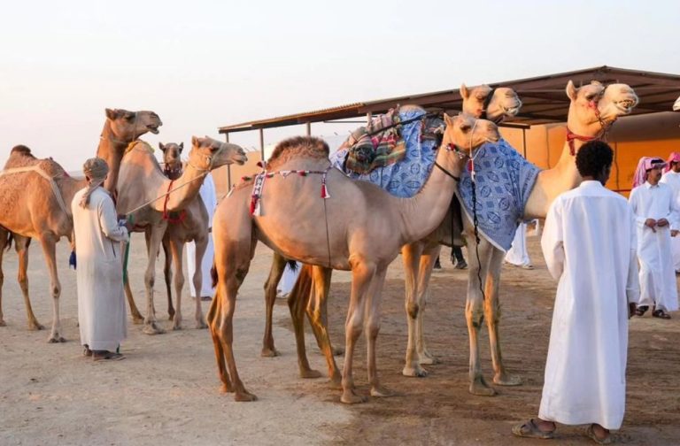 Phase two of Al Dhafra Festival begins with Razeen Mazayna - Emirati Times