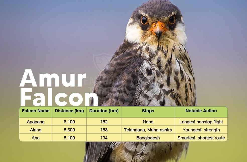 A 150-Gram Amur Falcon Flew 6,100 km Nonstop in 152 Hours - Emirati Times
