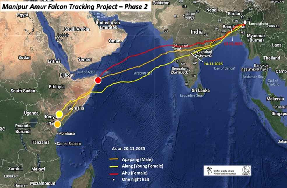 A 150-Gram Amur Falcon Flew 6,100 km Nonstop in 152 Hours - Emirati Times