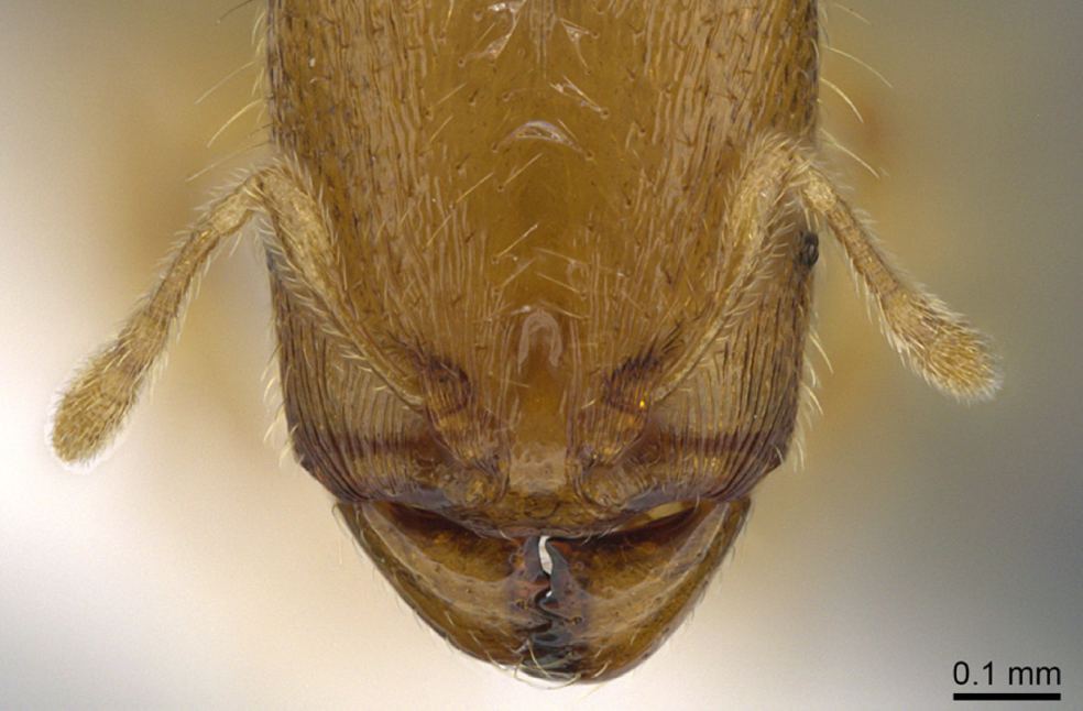 EPAA announces discovery of rare 'Sharjah Ant' in Wadi Shees - Emirati ...