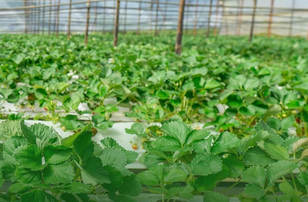 UAE FoodTech Challenge drives innovation in food security - Emirati Times