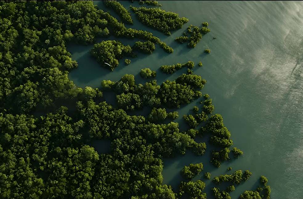 ADNOC reaches key mangrove milestone toward 2030 goal - Emirati Times