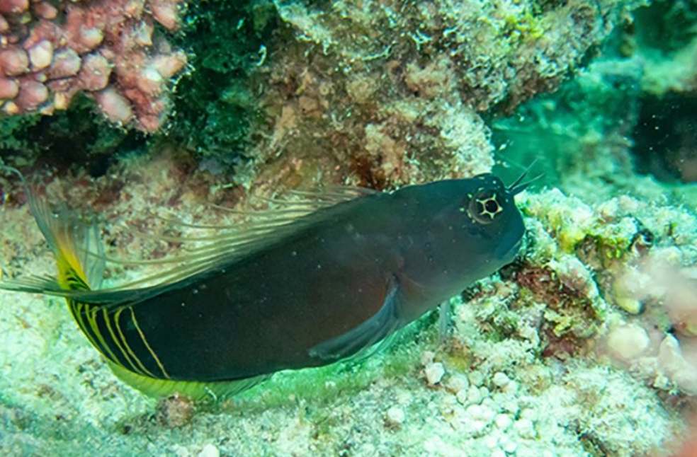 Nighttime oxygen drops pose hidden threat to Gulf coral reef fish ...