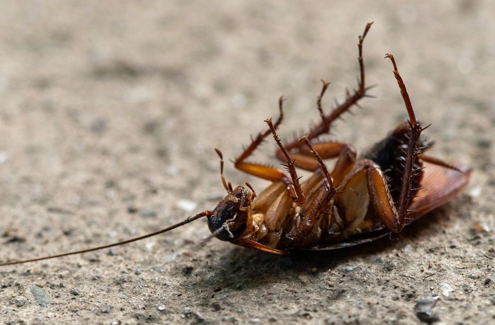EDE orders recall of ‘Goodbye All Insects’ over safety violations